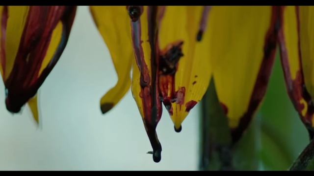 Кладбище домашних животных : Кровные узы (2023) . Ужас . США . Трейлер