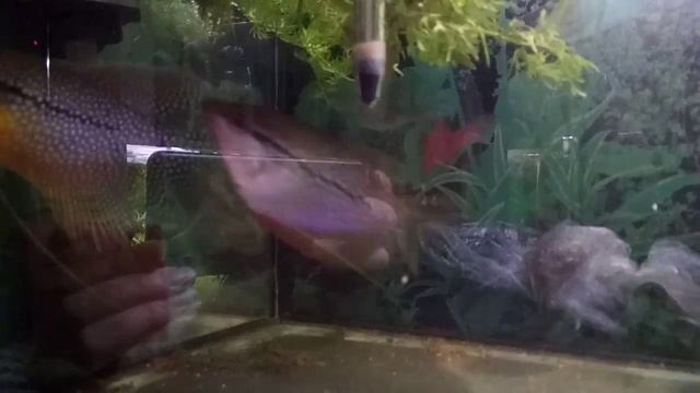 Нерест Жемчужных Гурами_20221027