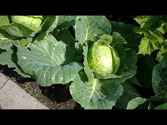 Поездка на дачу