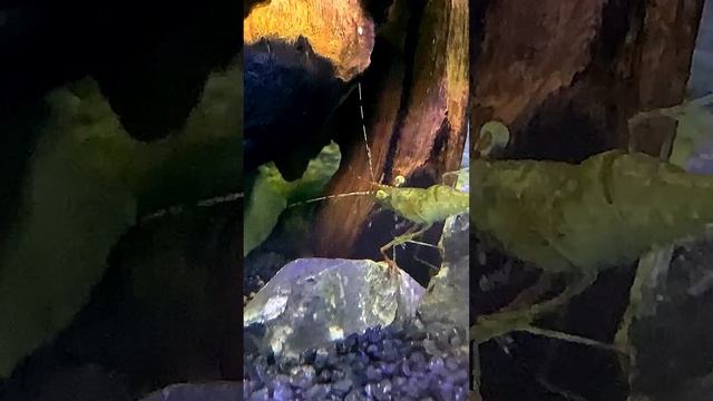 Видео креветки макробрахиум на рутубе