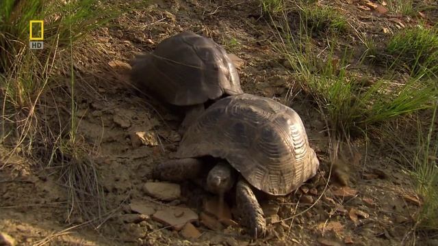 Дикая природа России 4 серия «Кавказские горы» (документальный сериал, 2009)