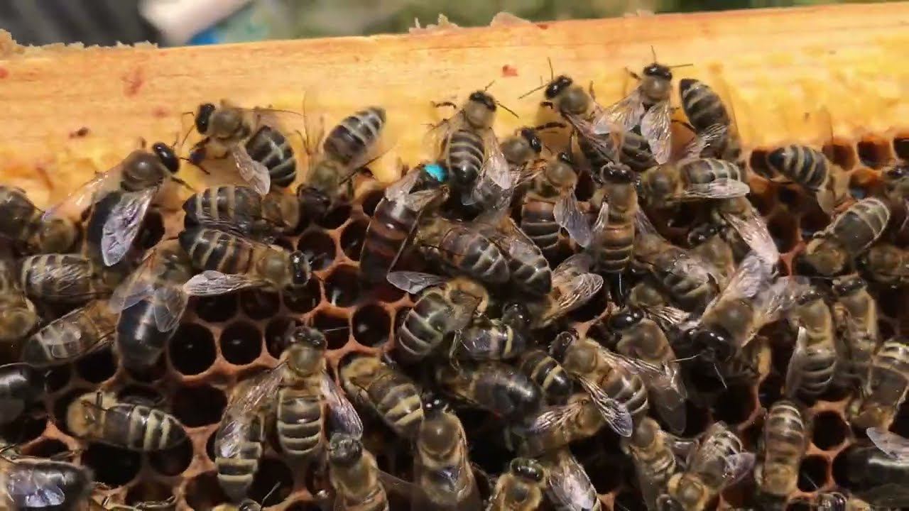 Две матки смена #pereborovobee  июля 2022 г. #пчеловодство