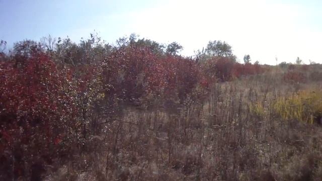 супер быстрая и удачливая вылазка Охота на фазана 2016.mp4