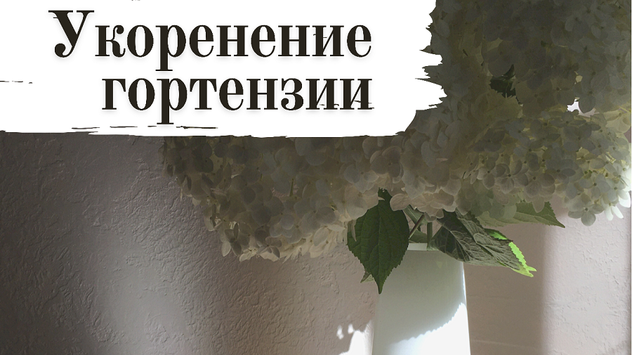 ГОРТЕНЗИЯ. УКОРЕНЕНИЕ.РАЗМНОЖЕНИЕ ЧЕРЕНКАМИ