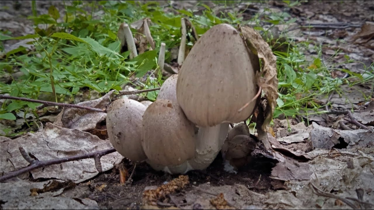 Это ФИАСКО БРО. И ради этого я проехал 700 километров!!!