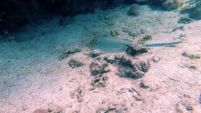 Селфи и скатик хвостокол 4К