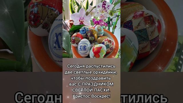 С ПРАЗДНИКОМ СВЕТЛОЙ ПАСХИ! Христос Воскрес! #орхидеи Гетеборг и Марракеш #поздравление  #shorts