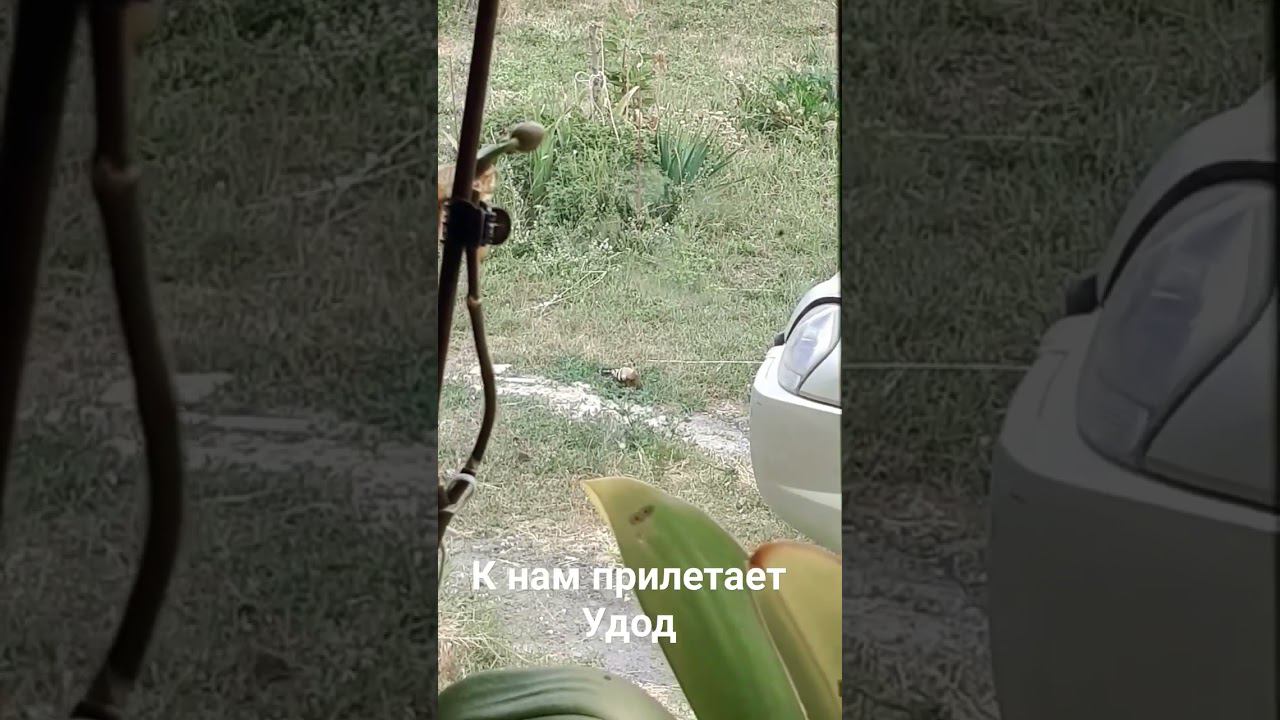 Деловенный удод :))