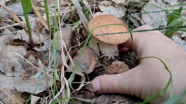 Грибы в лесу