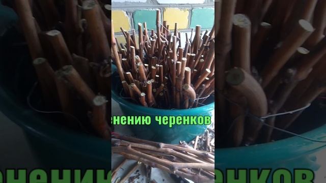 укоренение черенков винограда.mp4