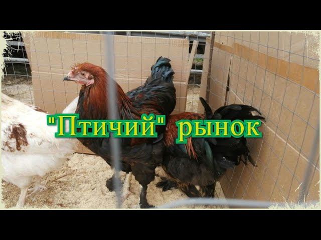 "Птичий рынок" в Иркутске