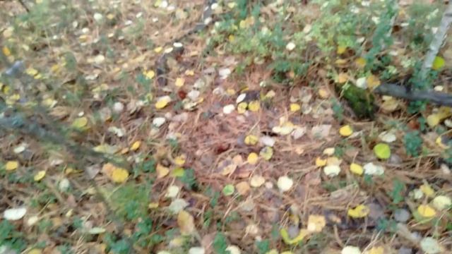 Сбор кедровых шишек в Сибири.