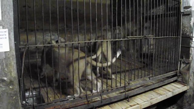 Лев и Львица