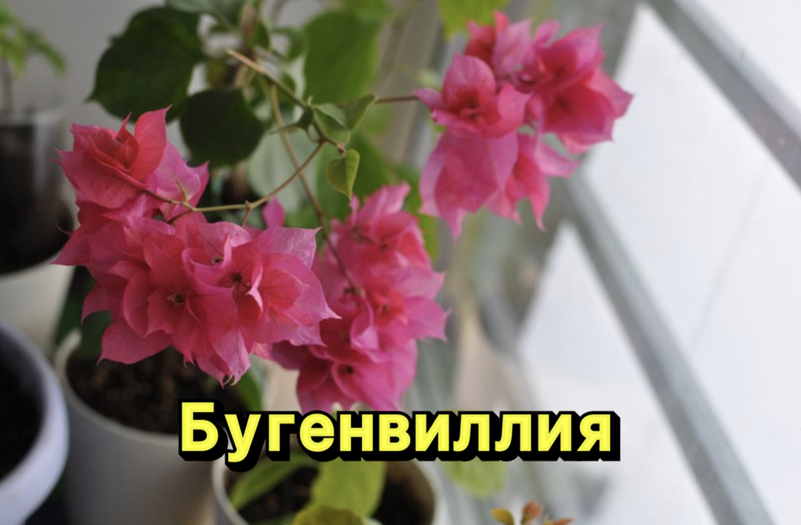 Бугенвиллия розовая