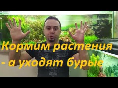 Бурые водоросли VS Питание аквариумных растений. (Архив от 26.02.2022)