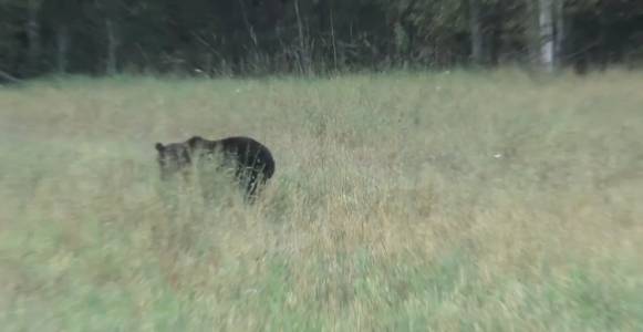 Медведь кормиться на полях. Часть № 9