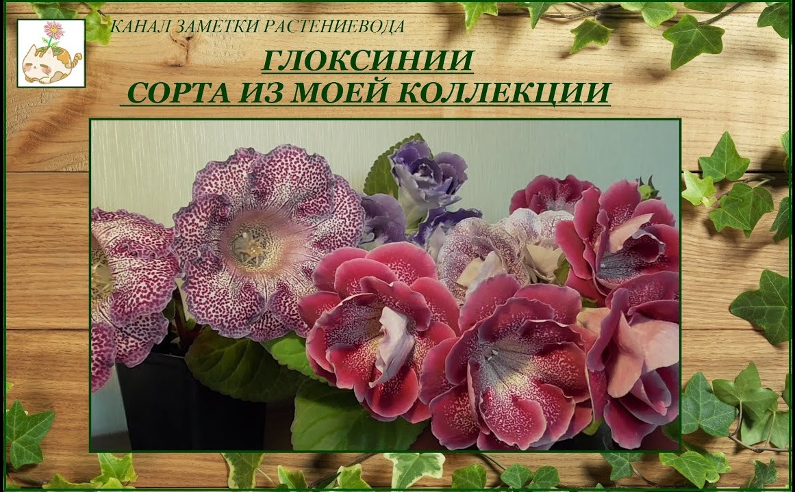 Глоксинии красивые сорта из моей коллекции