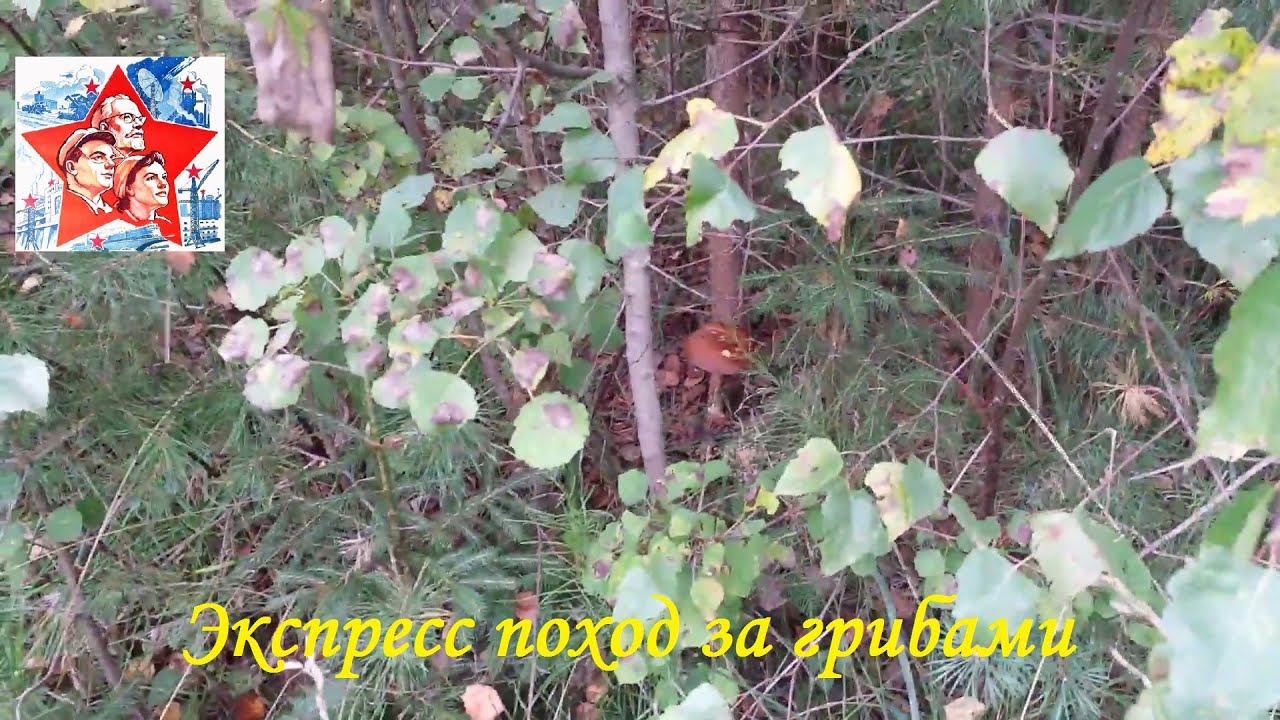 Грибы. Экспресс поход в лес. 3.09.2015. Тихая охота. Грибалка. Архив.