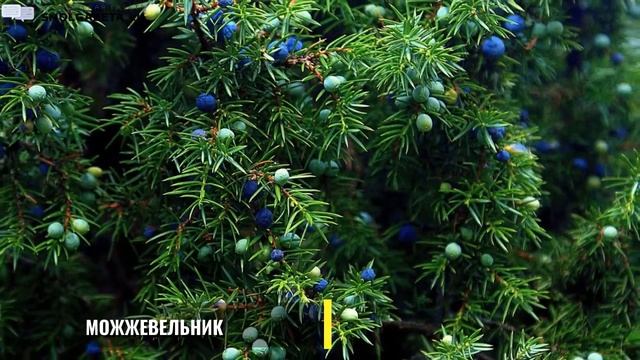 Цифра дня: Озеленение