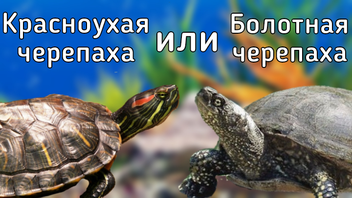 Красноухая или Болотная черепаха! Кого выбрать? Кто лучше? Сравнение! / ЧЕРИ TV