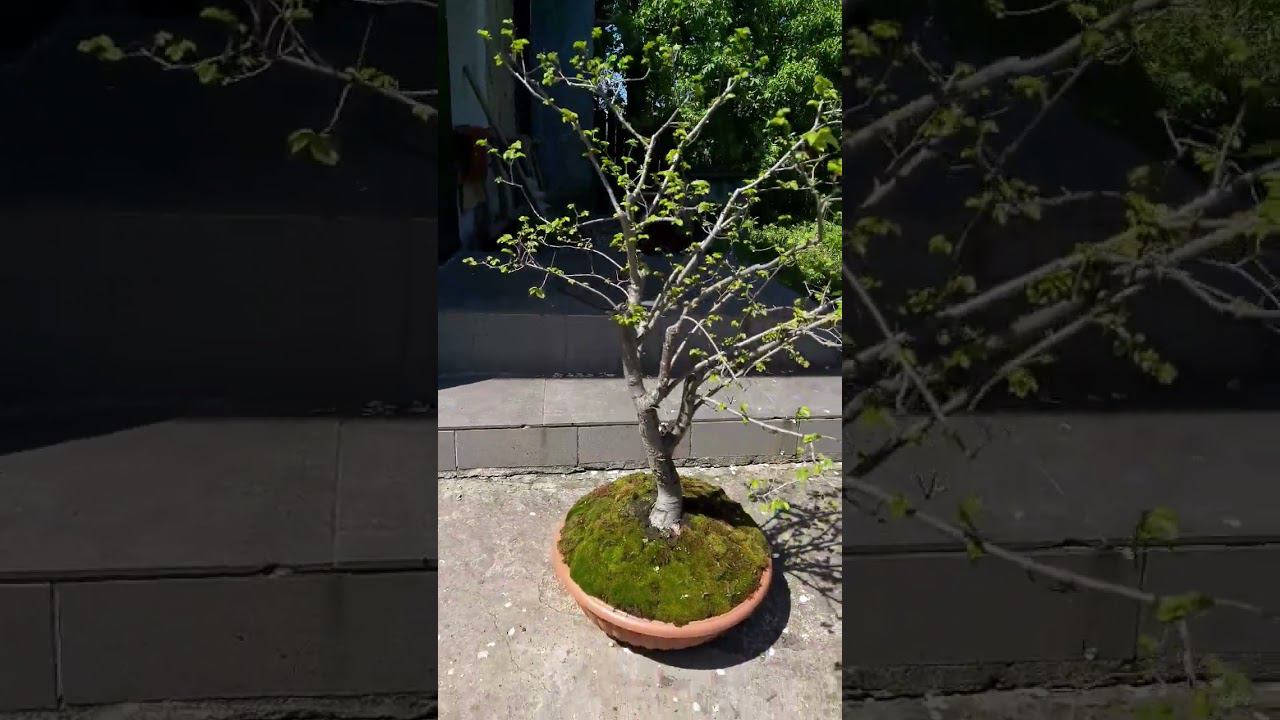 Уличный #бонсай