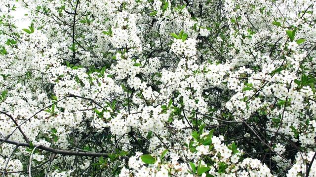 Расцвела под окошком белоснежная вишня