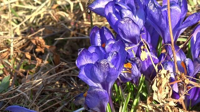 Талдом 28.03.2020-10.13 пчёлки работают на крокусах, получилось очень красивое видео