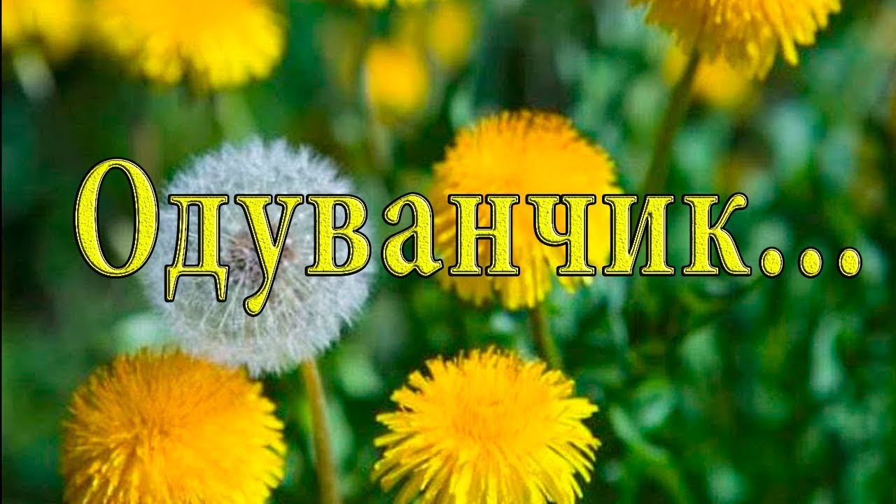 Одуванчики цвели в мае  *   Ирина Белякова