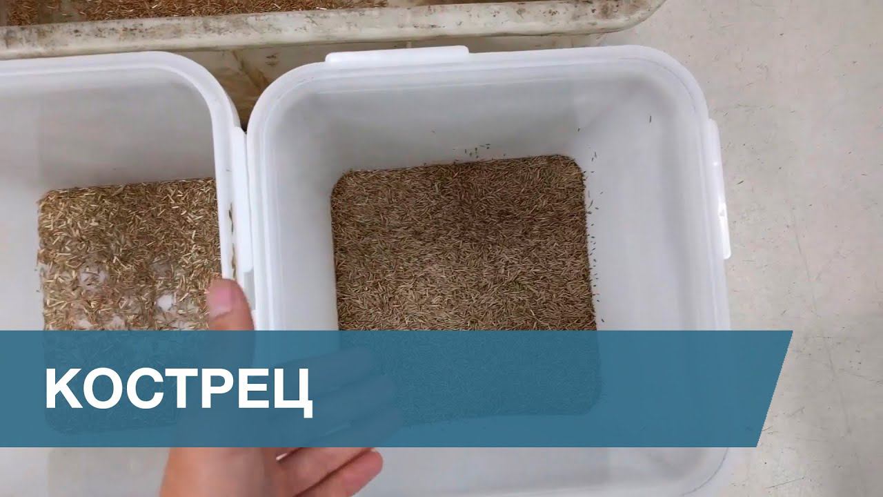 Сортировка костреца