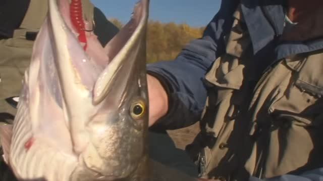 Ахтуба. Рыбалка с  катушкой Нельма