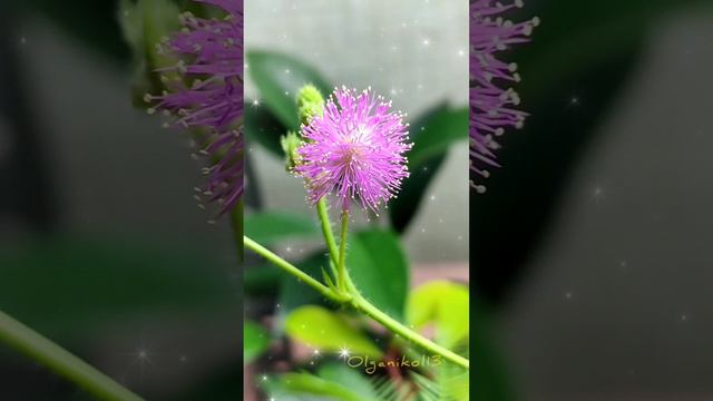 #мимоза стыдливая