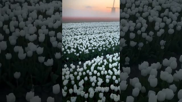 VID_20221218_183440_064.mp4