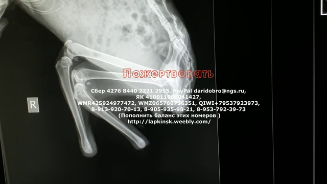 Нашли кота с отрезанными лапами нужна помощь в лечении. Безлапый кот Блэк .