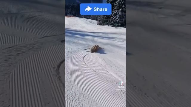 Очень Смешные Видео. Смешные Животные :) #короткие #забавные #смешные #кошки