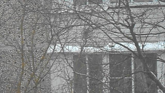 Белка живет на балконах соседнего дома 1 DSCN5129