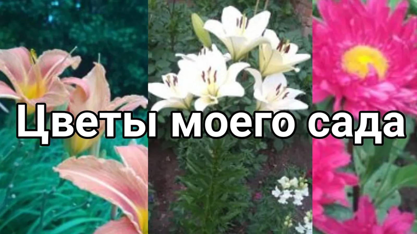 Цветы моего сада