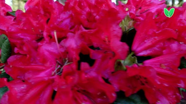 Рододендрон Скарлет Вондер, ориг Scarlet Wonder Зеленый Сад