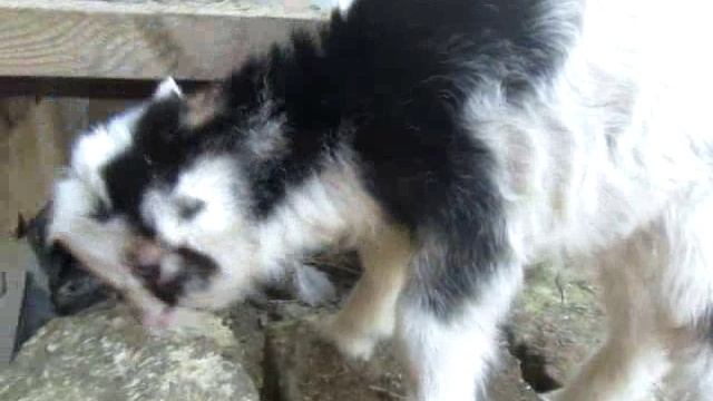 козочке 1 день а она сама вылезла гулять!