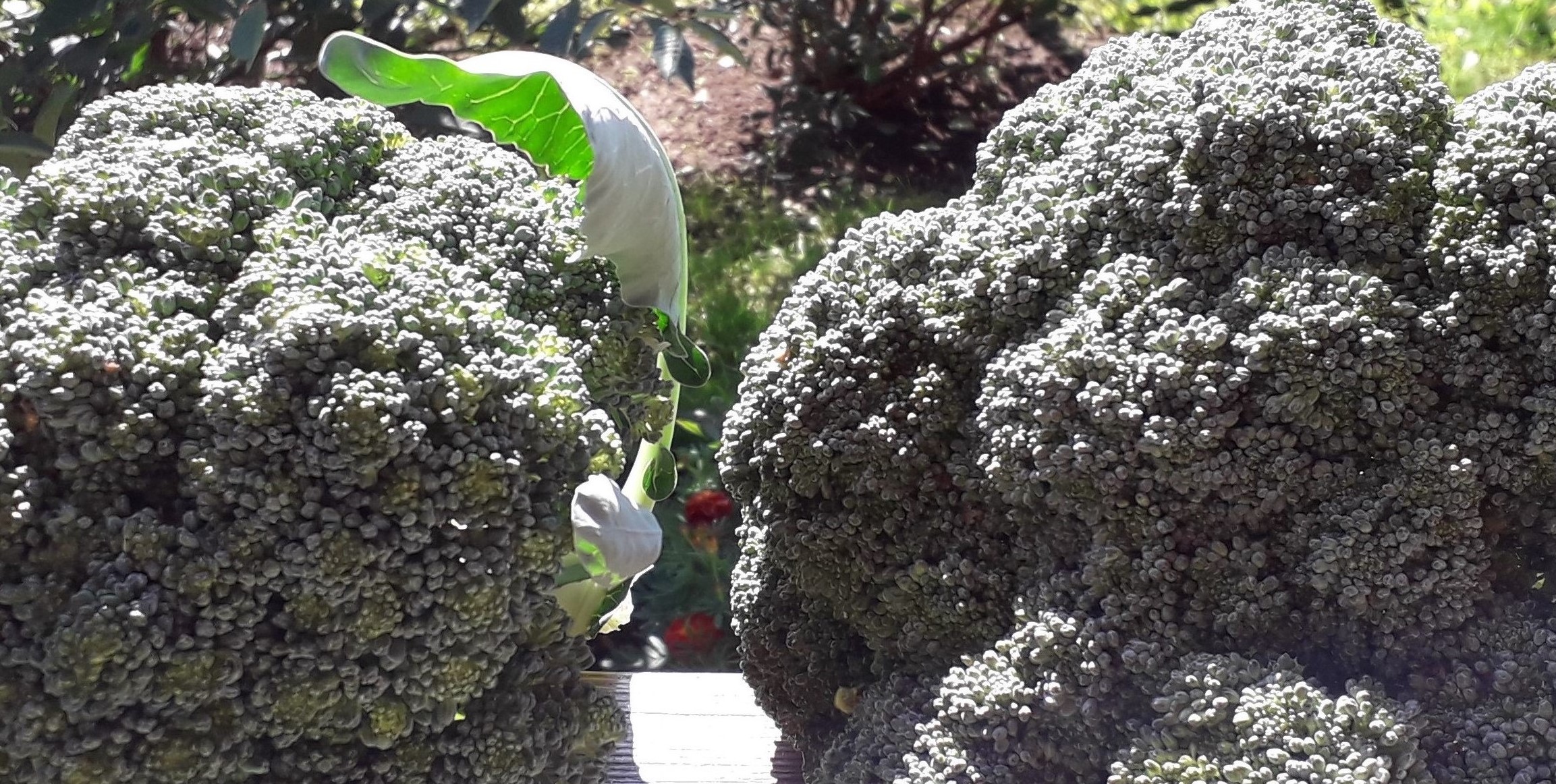 Самый лучший сорт капусты брокколи