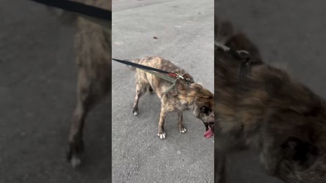 Сладкая Халва ❤️