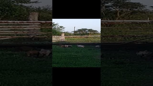 Побег mini pigi