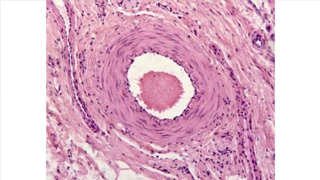 Сердечно-сосудистая система