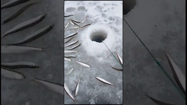 Ловля корюшки на блёсны от Mr. Musurok