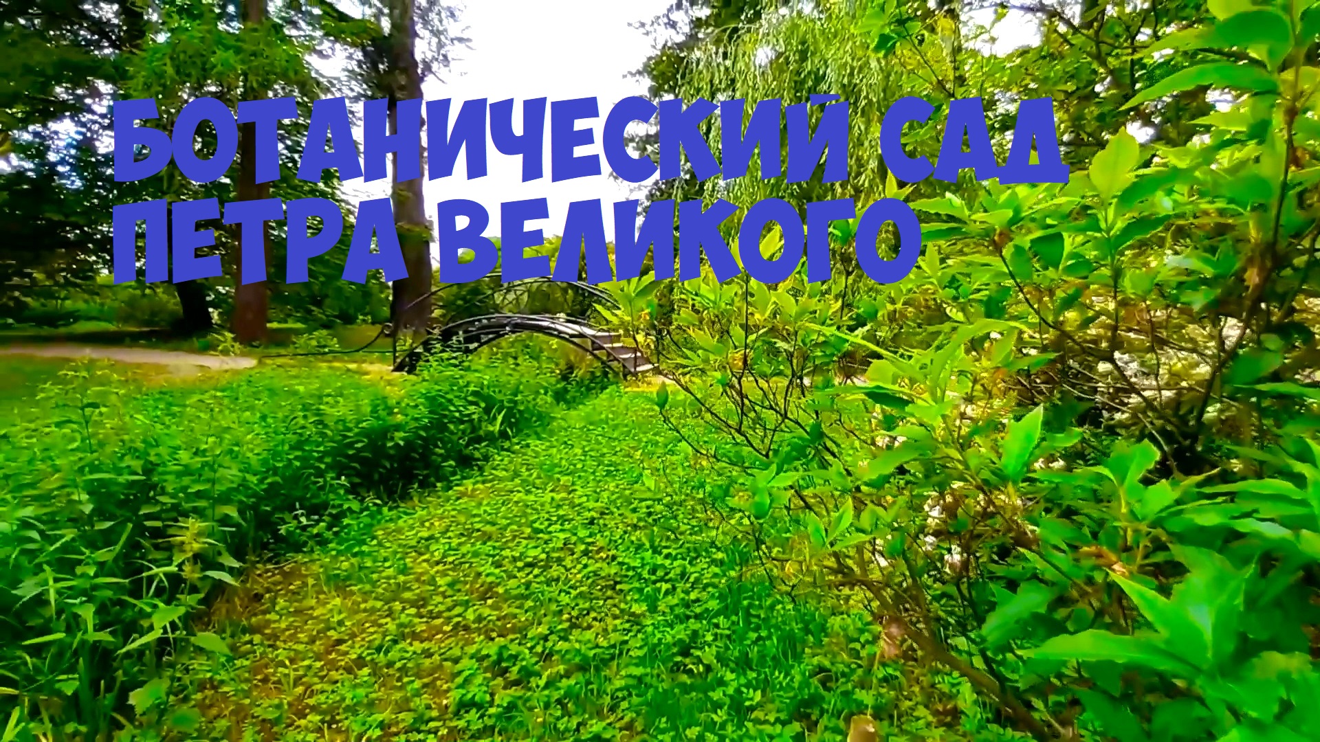 Ботанический сад Петра Великого #cladinstone