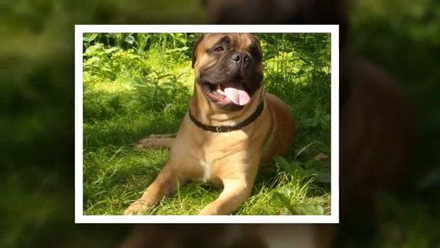 Бульмастифф 2016 ГОДА