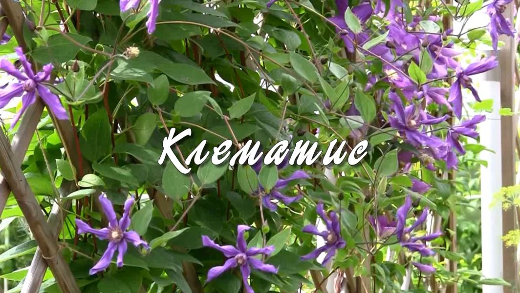 Клематис. Дачные картинки 2022.mp4