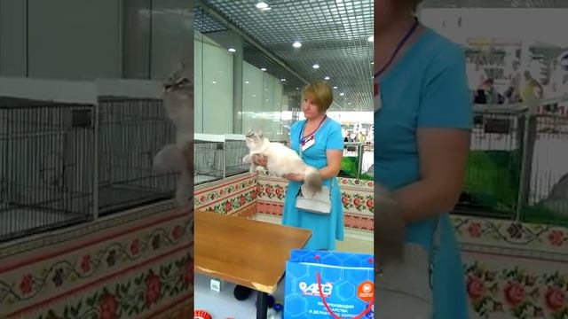 Выставка КОШЕК?АЙВОРИ Красивая и НЕ Стеснительная‼#shorts
