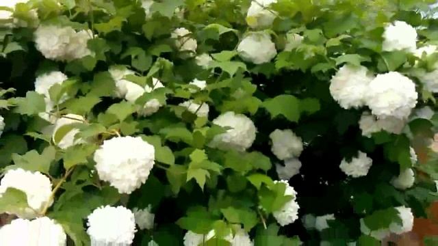 Песня о любви "Калина" , стихи Веры Бабенко