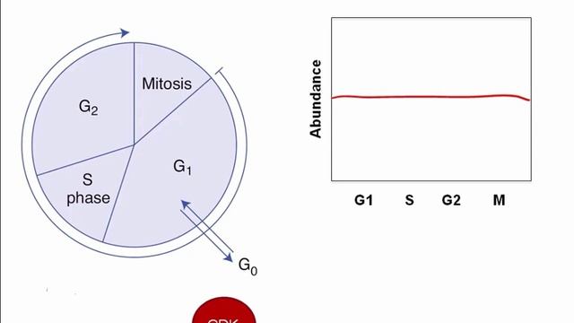 USMLE RX - 1.Биохимия - 1.Клеточная - 1.Фазы клеточного цикла