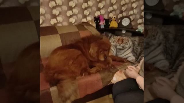 #Тибетский мастиф. Рики обожает лежать на диване